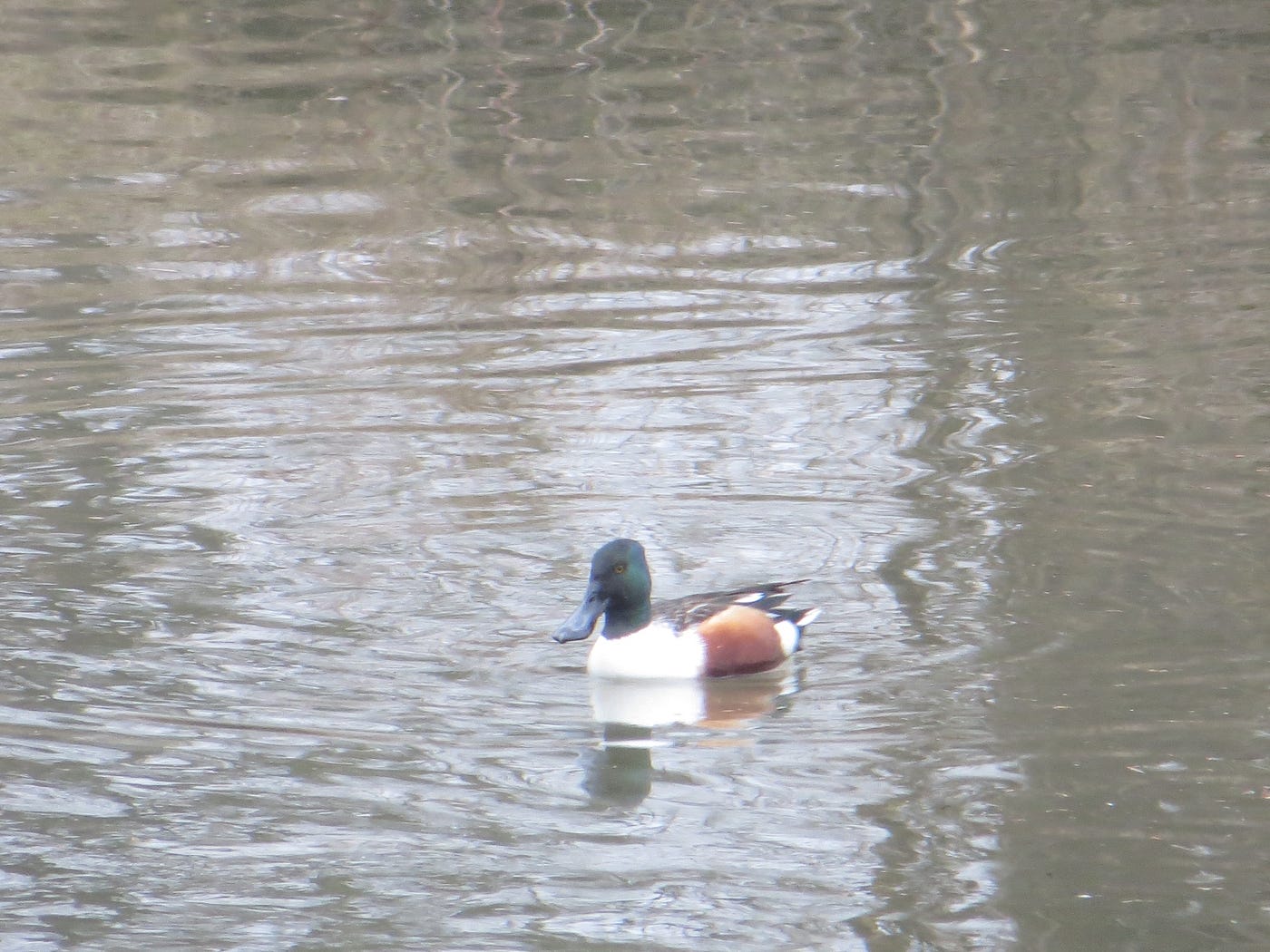 Natural Hamilton in Pictures: Birds | by Rob Porter | Natural Hamilton ...