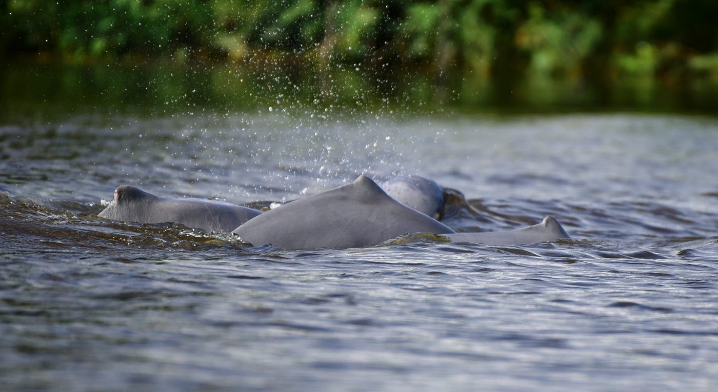 The Pesut and the Pinger: Using sounds to save river dolphins | by WWF ...