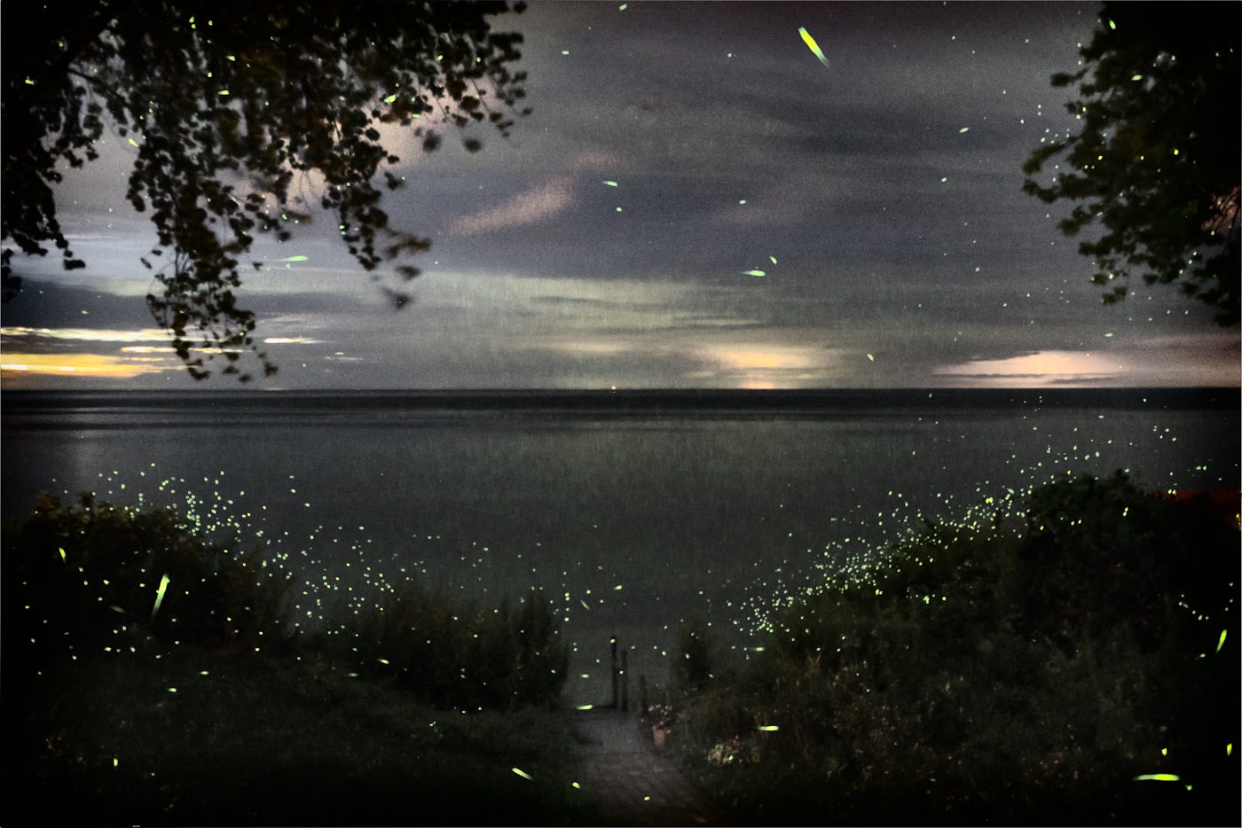Firefly Therapy. Night heals the day on the edge of Lake… | by Susan ...