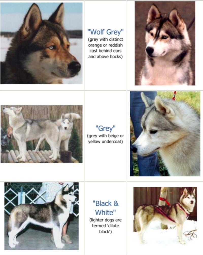 Siberian Husky : Dog breed Siberian Husky are one of those dog breeds ...