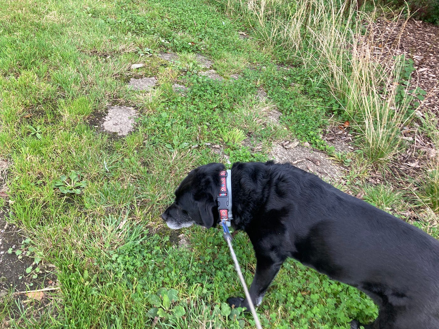 Aperitif: Grass | by Penny Grubb | Medium | Dog Tales