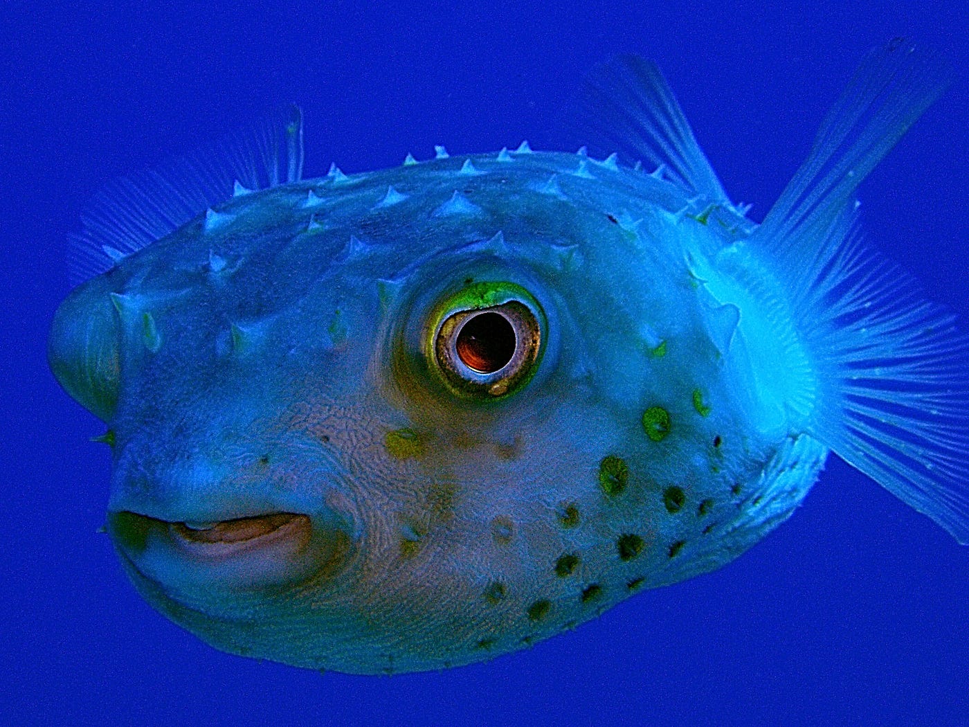 Meet the Pufferfish. Ahoy Mateys, join us at the Adventures… | by ...