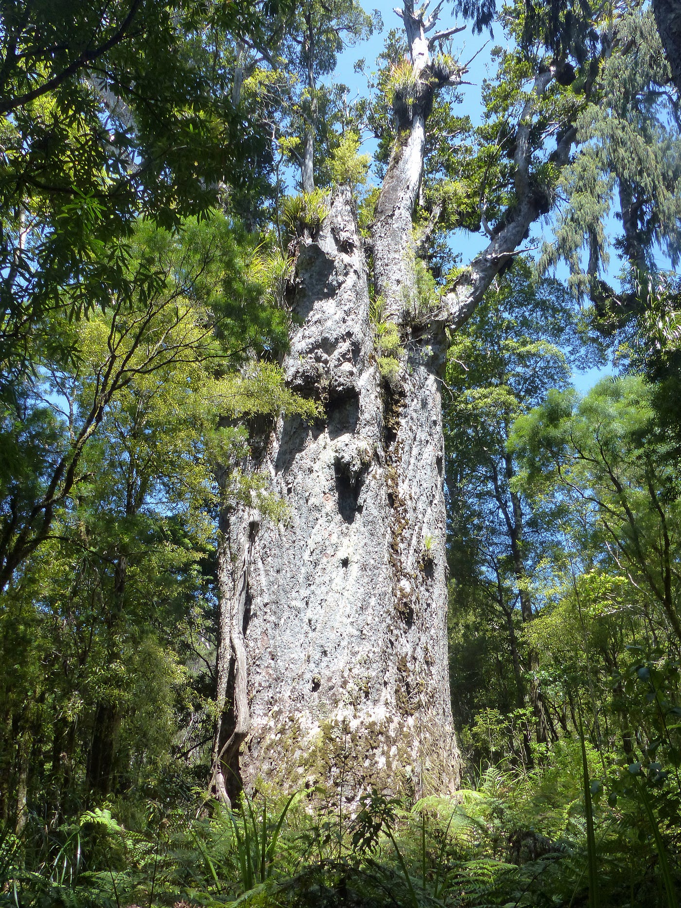 Meeting New Zealand’s Largest Kauri Trees | by Zoë Poulsen | World ...