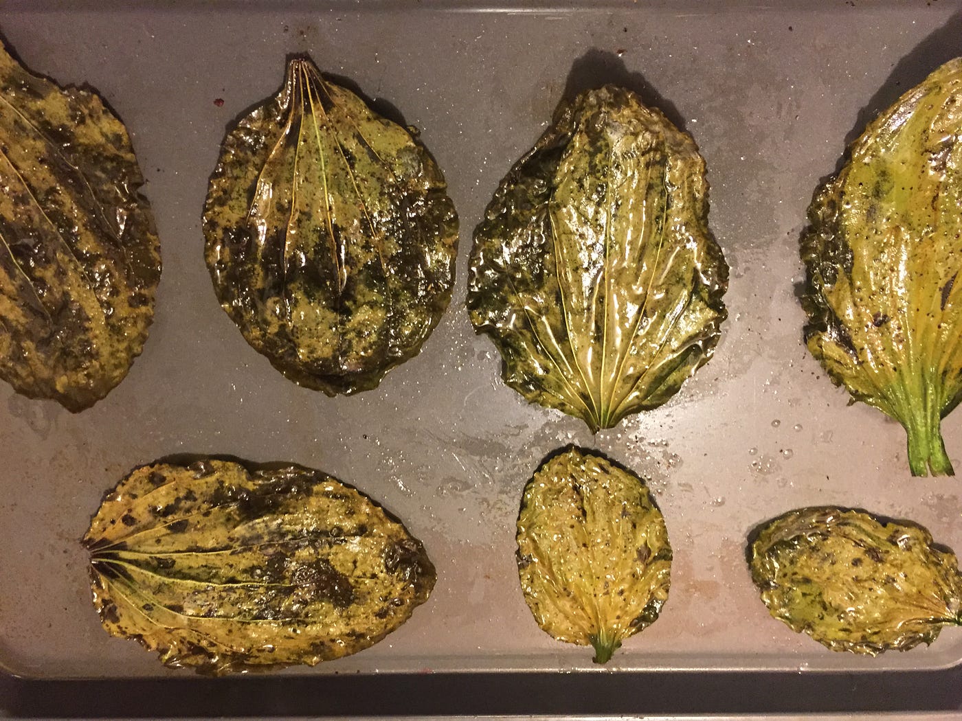 The Gifts of King Plantago. Wild Foods Challenge, Day 20 | by Jeremy ...