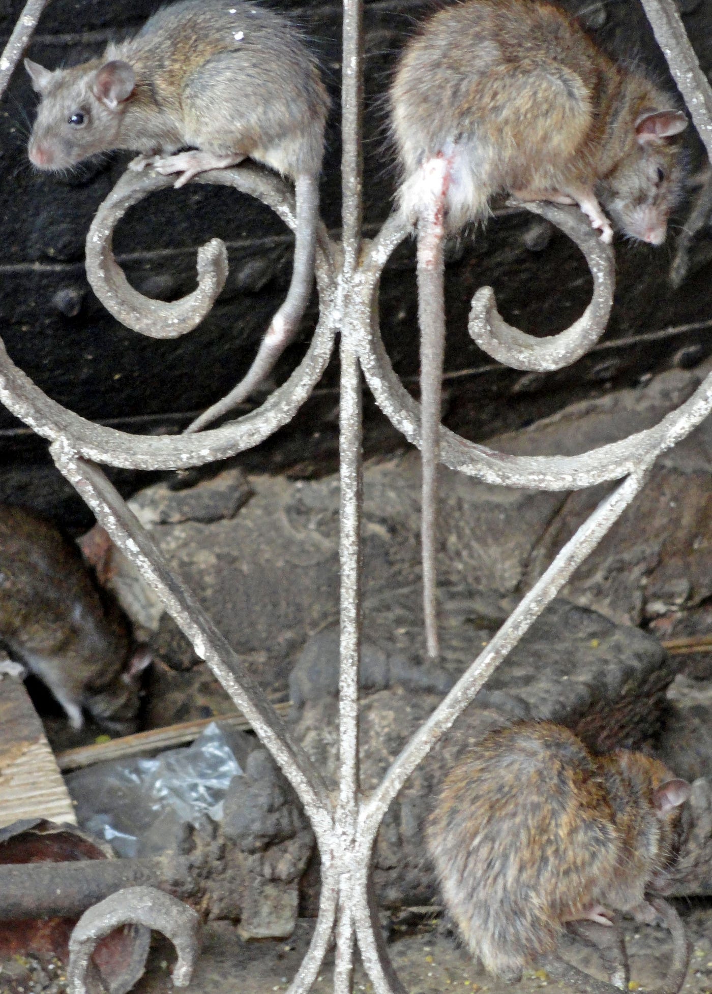 Visiting India’s Rat Temple. (Rat Alert!) | by Darren Weir ...