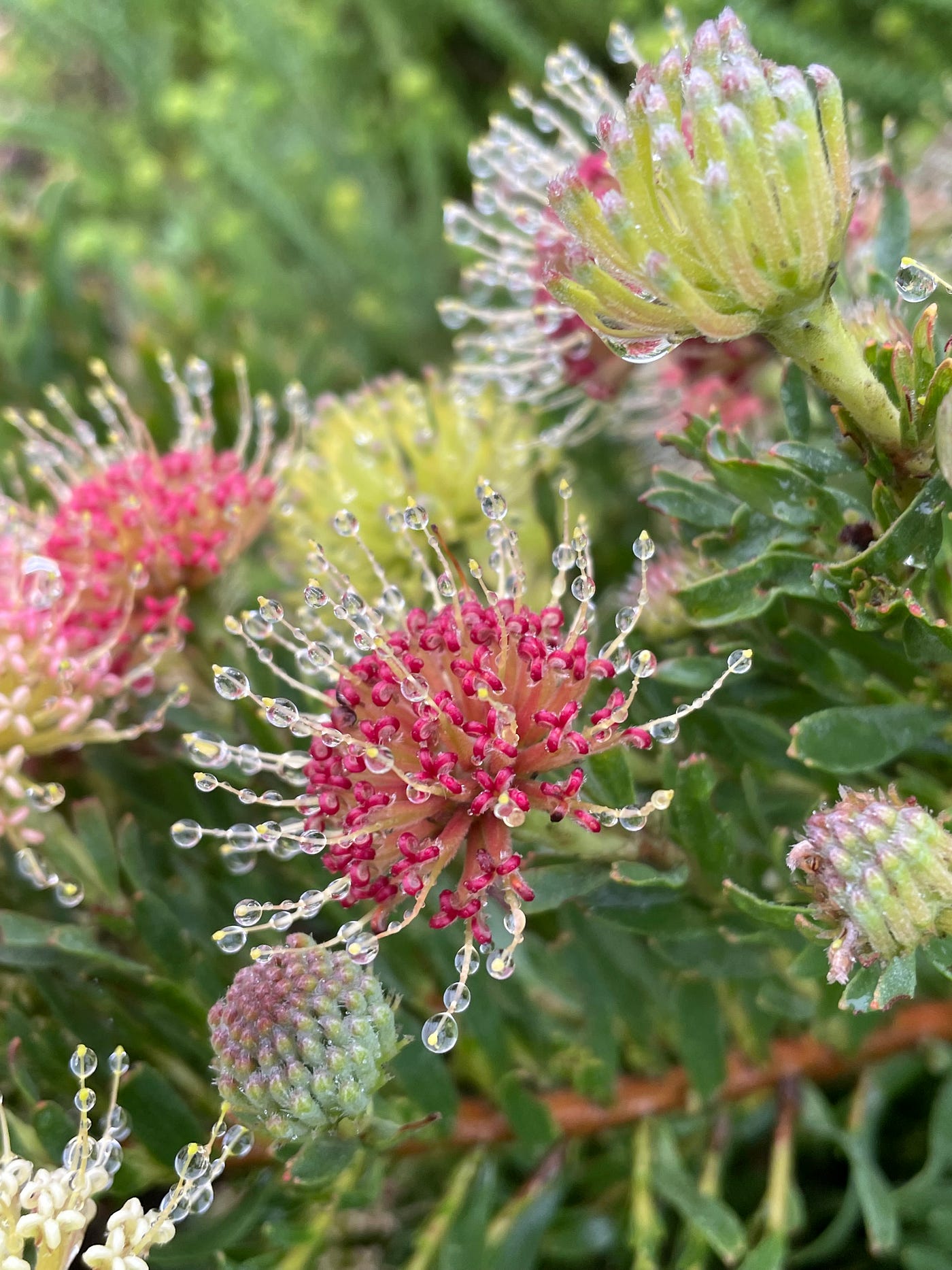 Raindrops on Proteas. A misty spring walk at Kirstenbosch… | by Zoë ...