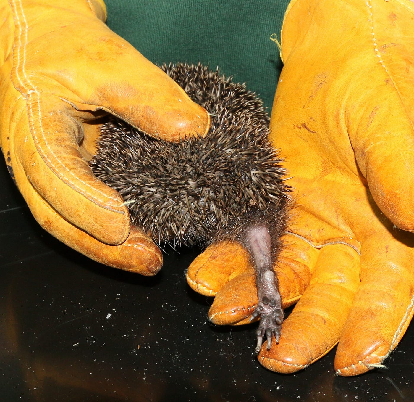 Injured Hedgehog, Who do You Call? | by Tony Nevin | Creatures | Medium