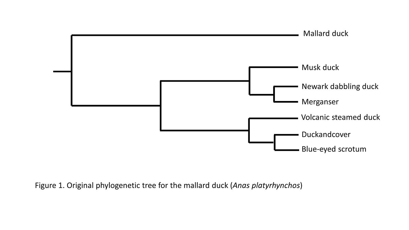 Duck Pants!. The genetic mystery revealed | by Sarah Totton | The Haven ...