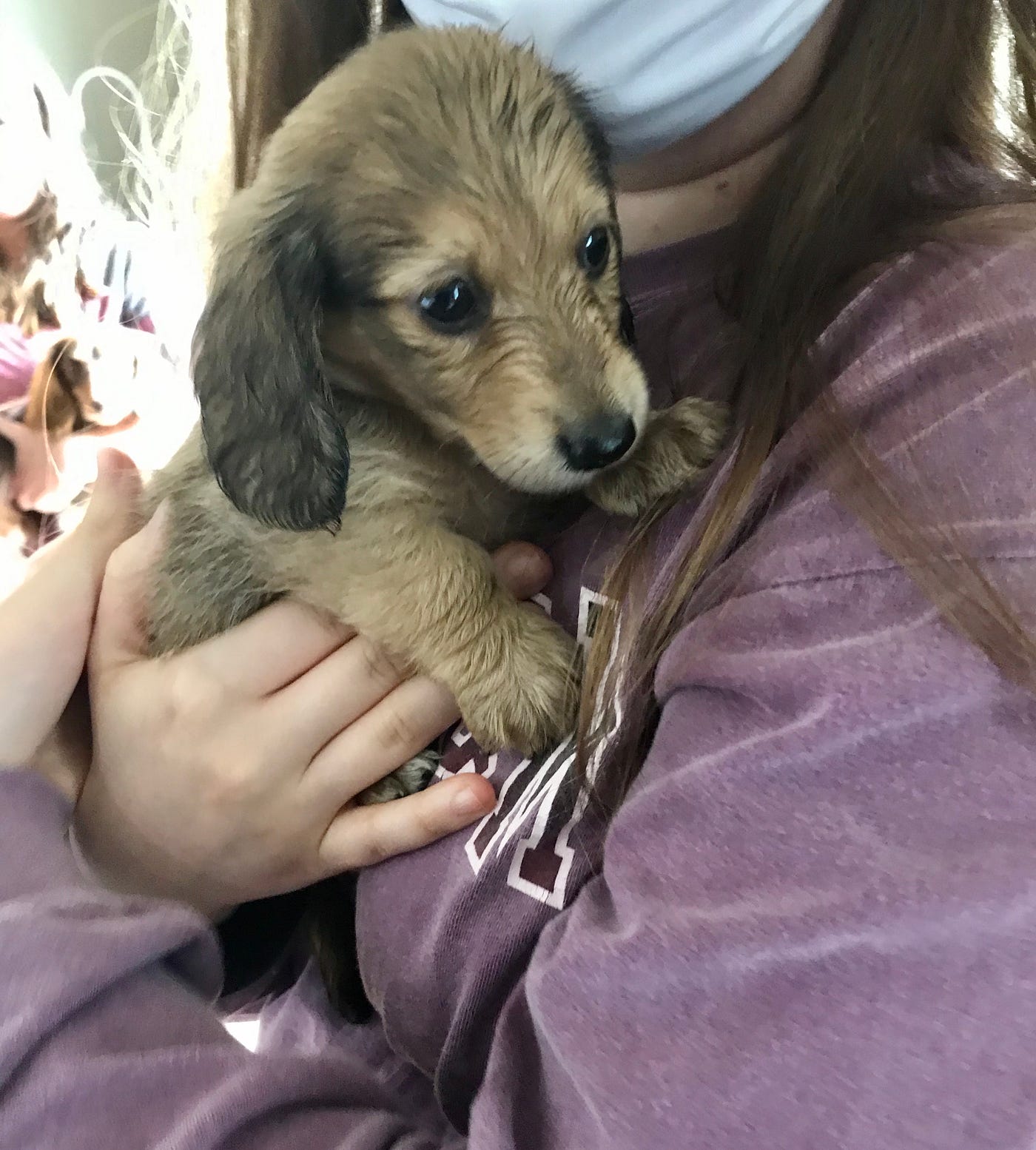 5 Things to Expect When You’re Expecting (a puppy) | by K.T. | Medium