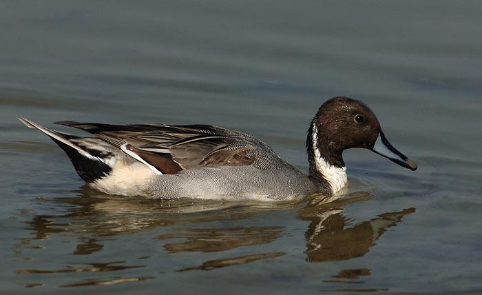 Walk for Nature spotlights Mai Po birds | by WWF HK | Panda blog @WWF ...