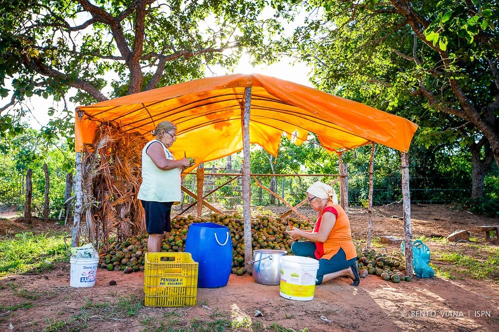 Brazilian Cerrado and Caatinga: The wealth of resilient communities ...