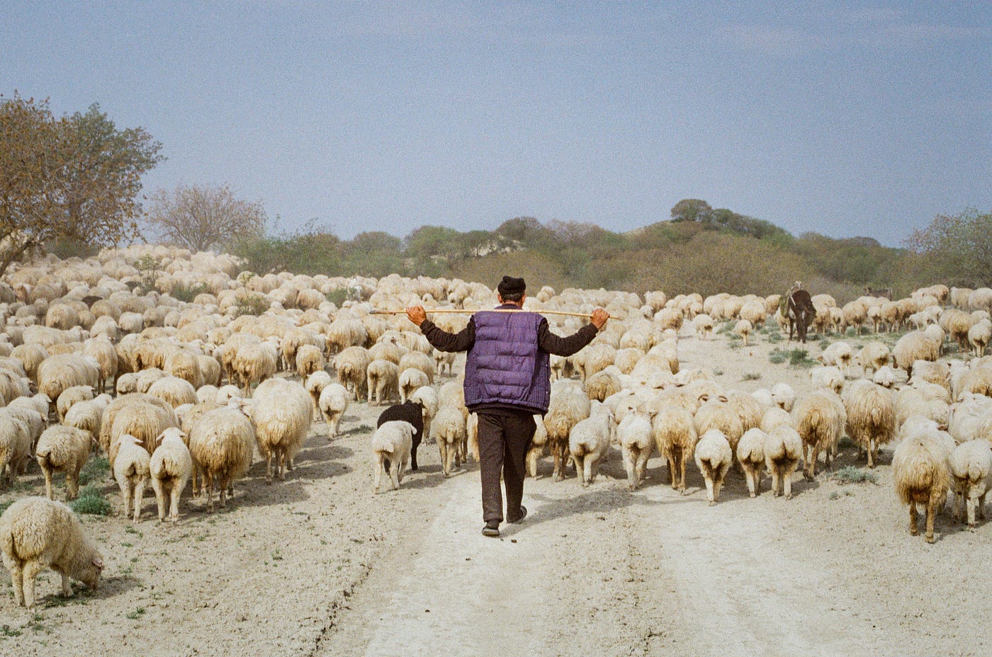 Lessons from Tusheti’s Shepherds. Arina Abbott | by Mad Agriculture ...