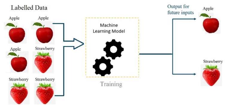 What are different types of learning? | by Roushanak Rahmat | Medium