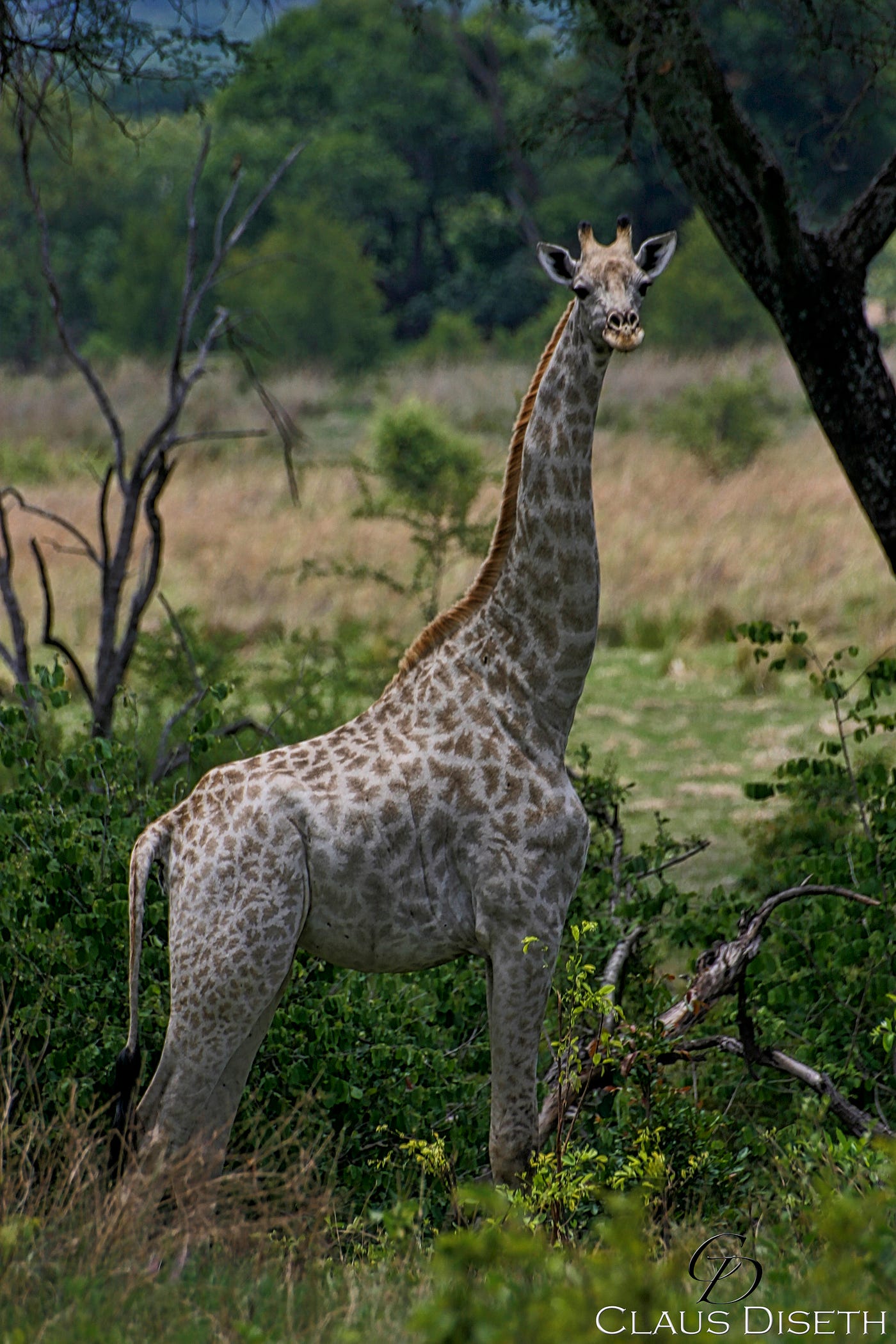 DYRENE I AFRIKA. (ANIMALS OF AFRICA) | by Claus Diseth | Medium
