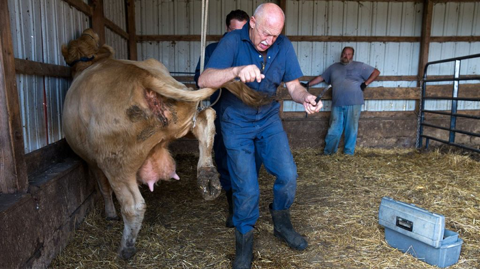 An Ode to the Tried-and-True: How Nat Geo Wild’s “Incredible Dr. Pol ...