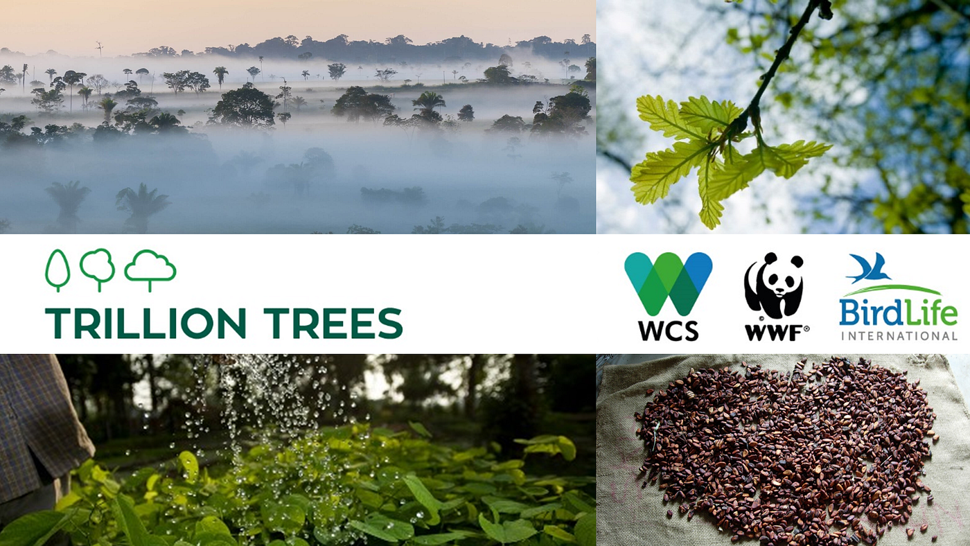 A tale of three cities and a trillion trees | by WWF | WWF ...