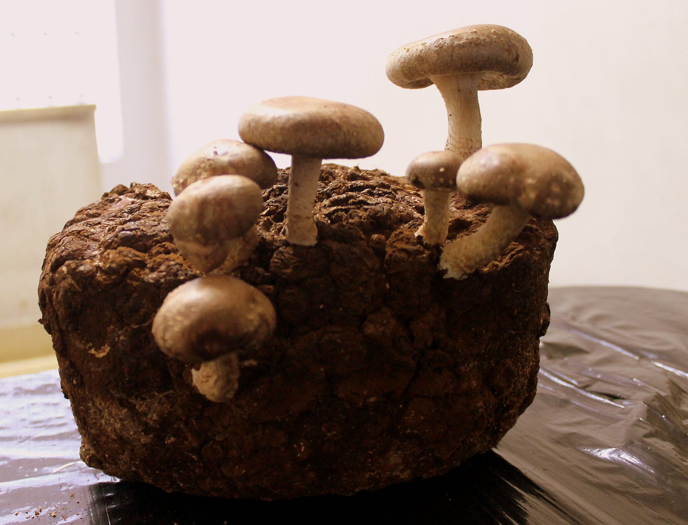 Como cultivar cogumelos Shitake e Shimeji em curso especial da AAO | by ...