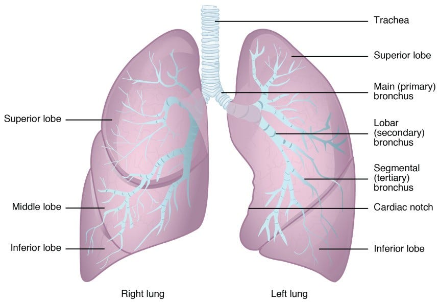 Anatomy of lungs-. The lungs are spongy in texture. | by Leenanagda ...