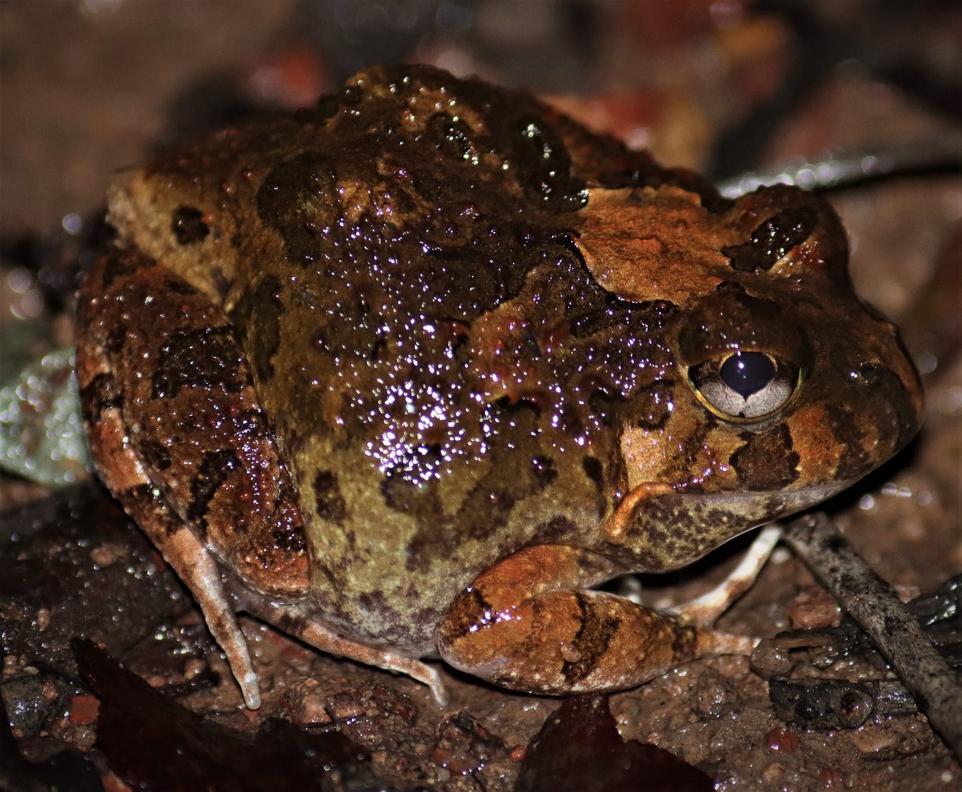 The Great Cane Toad Bust. How to help frogs and other wildlife in… | by ...