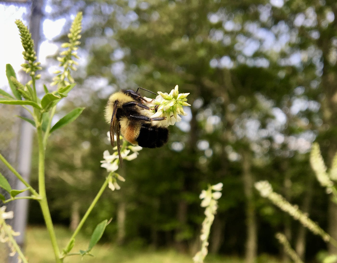 Calling in the ‘bee-team’. Scientists and citizens band together… | by ...