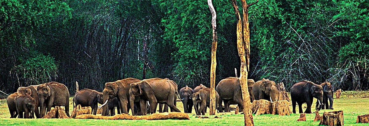 10 Famous Things to do in Munnar. Munnar is like a perfect painting of ...