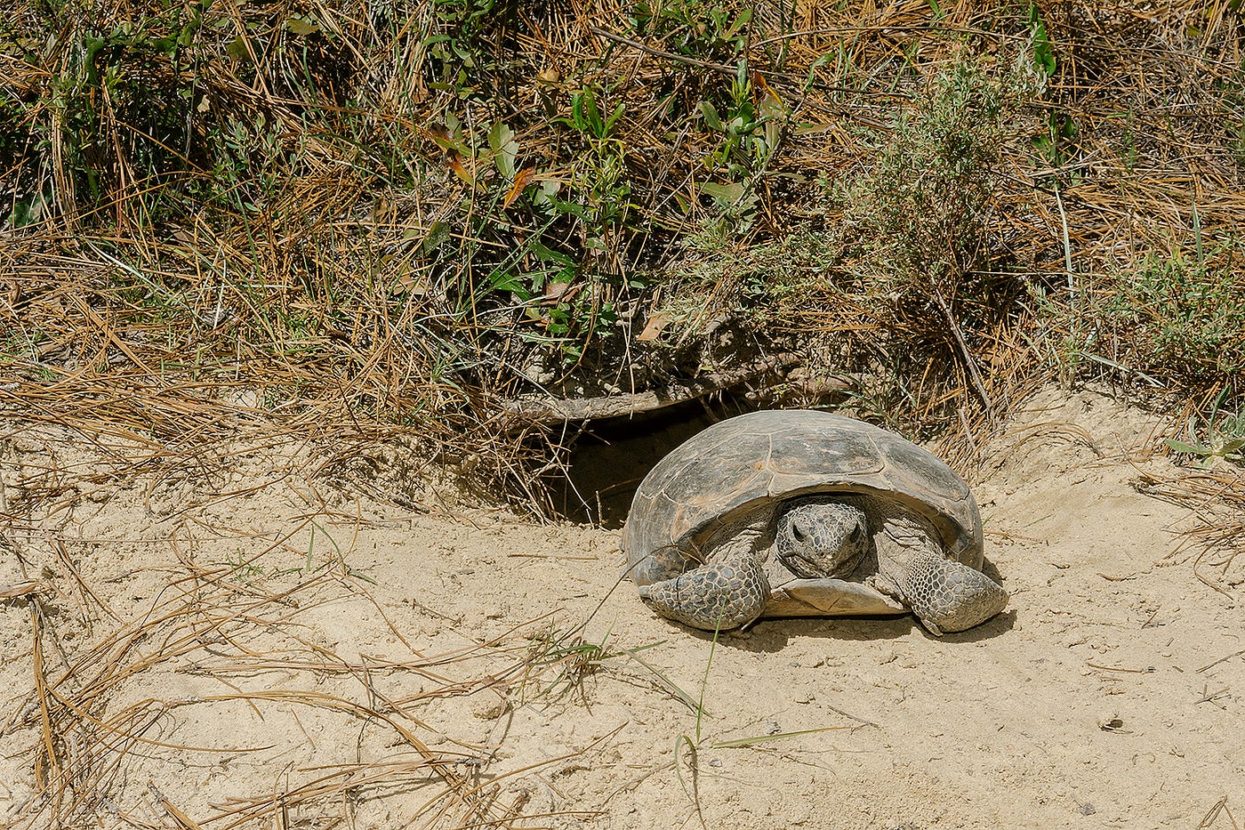 Fascinating Facts: Gopher Tortoise | by Wild Ark | WildArk Journal | Medium