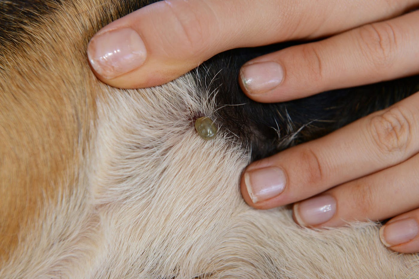 How Does A Tick Look Like Dog Images And Photos Finder How Does A Tick Look Like Dog Images And Photos Finder