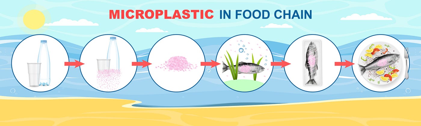 How Plastic That Ends Up Or Is Dumped In The Ocean Affects Aquatic ...