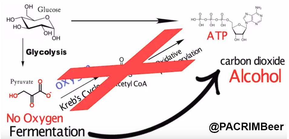 The Science Behind How Beer is Made | by PACRIM Distributors | Medium