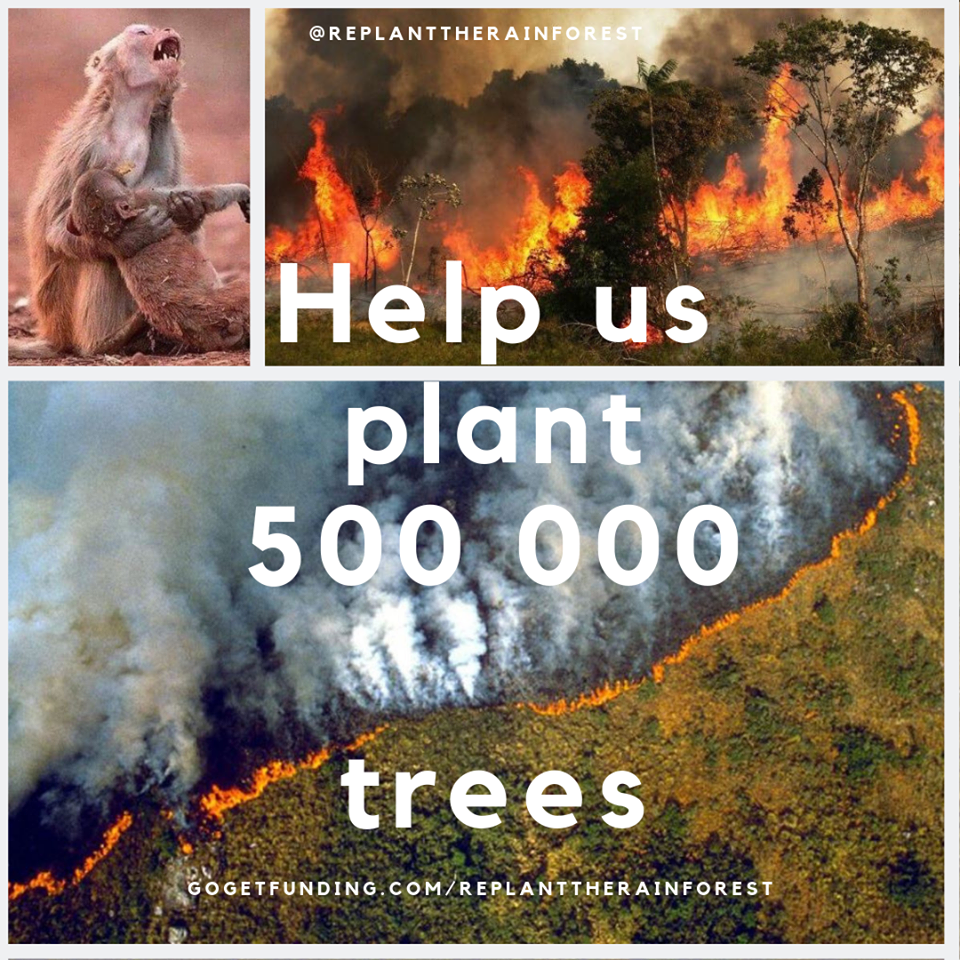 Help the Amazon: What you can do to help as Amazon rainforest continues ...