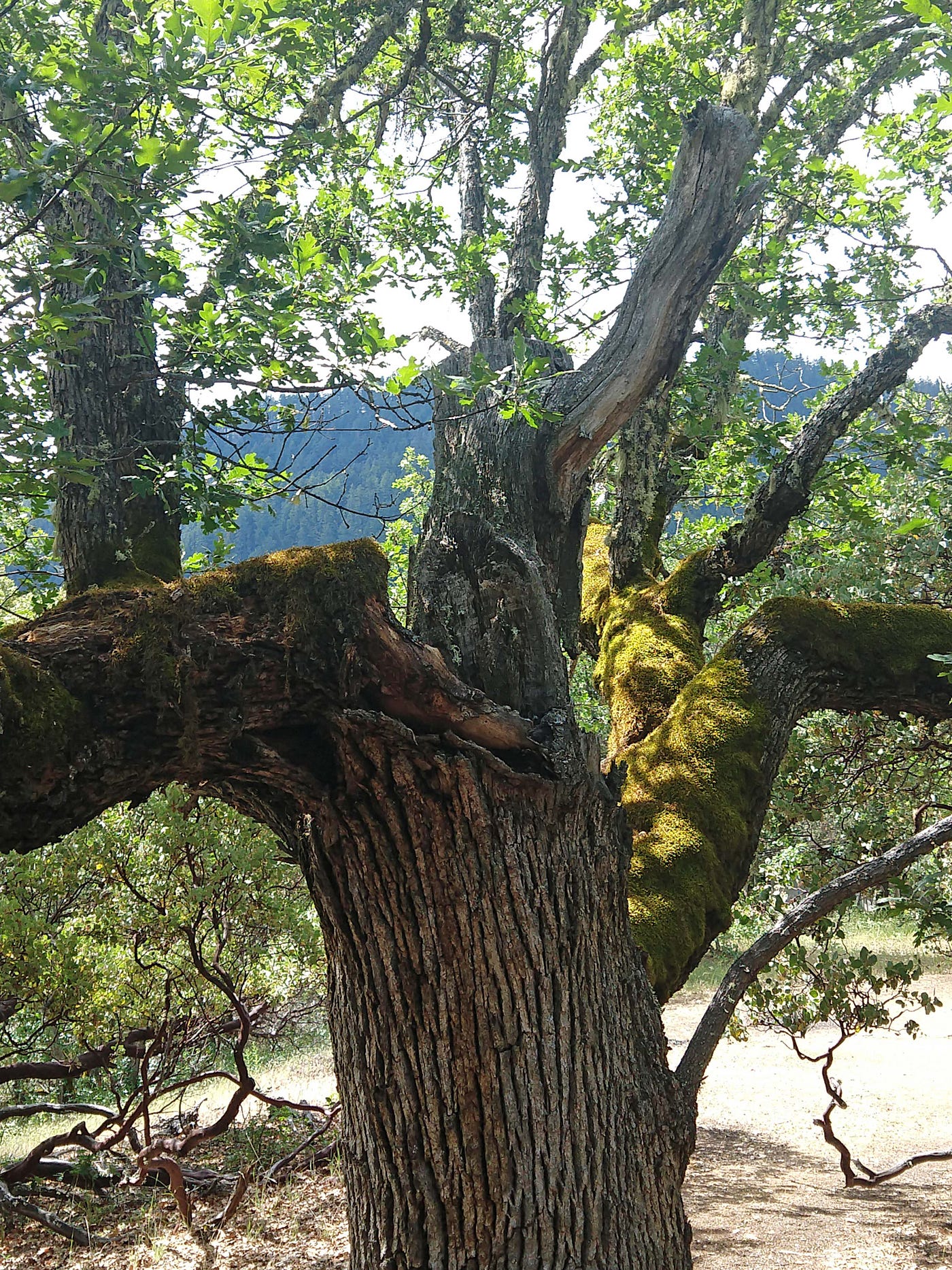 Grandma Oak. The tree that grows in front of my… | by Meg West | Medium