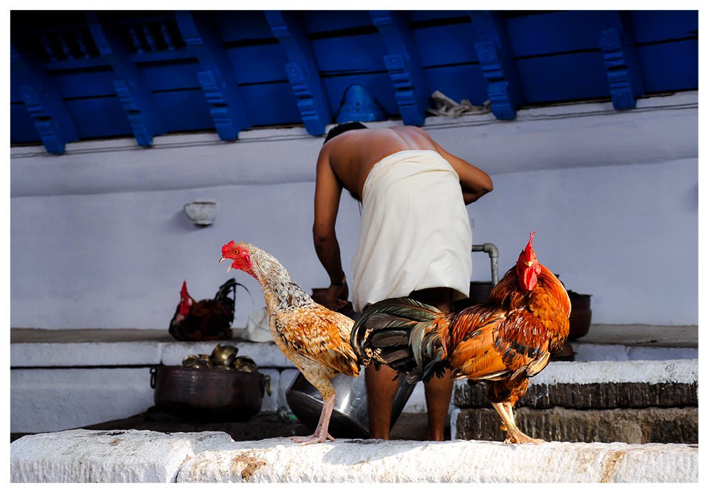 A ‘Rooster Temple’ In Kerala, India — Something Truly Unique | by Manoo ...