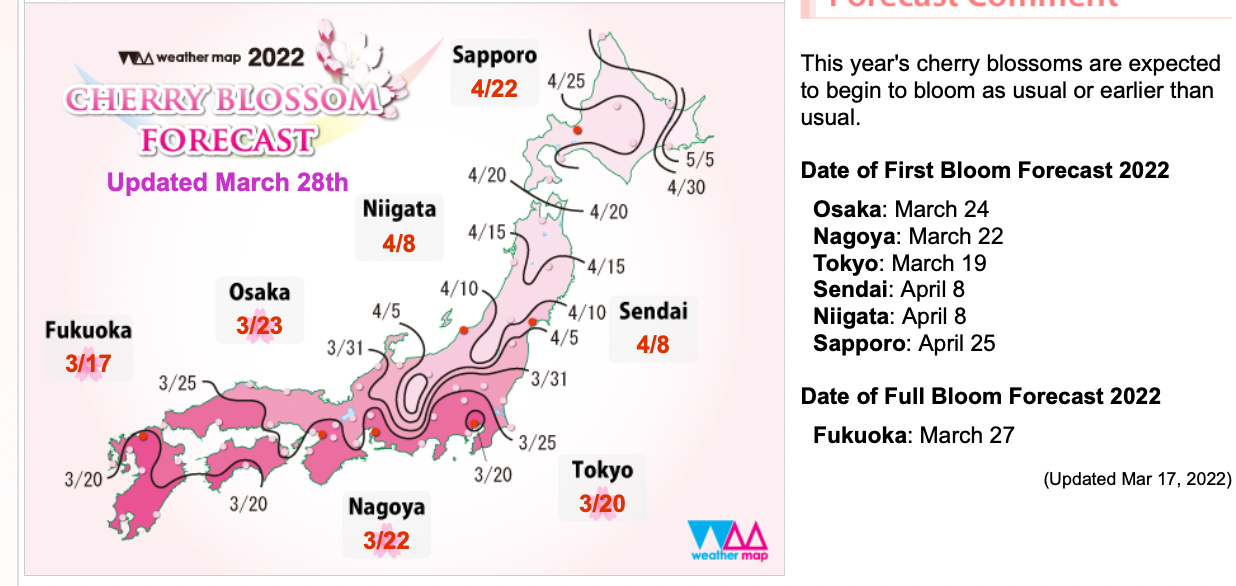 Significance Of Hanami(花見) Festival In Japan🇯🇵 | Sakura 🌸(桜) | by ...