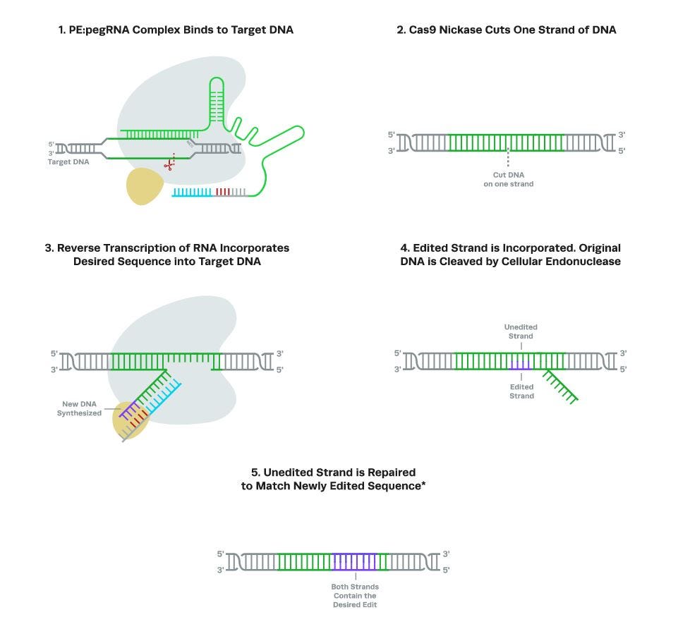 Prime Editing Prime Editing A Relatively New Genome… By Adit Sinha