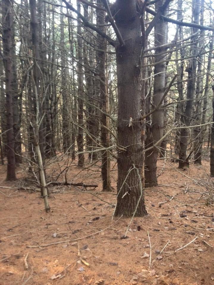 Hiking. Whitten Hill in Bowdoin, Maine has… | by Shelby Elonis | Medium