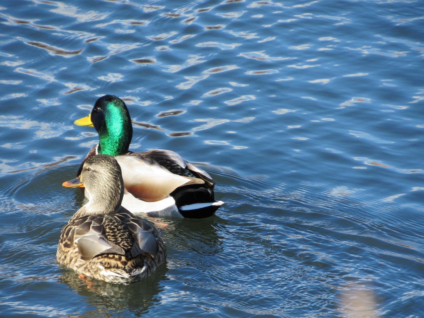 Up Close and Personal With Mallards | by Kim Zuch | Gardening, Birding ...