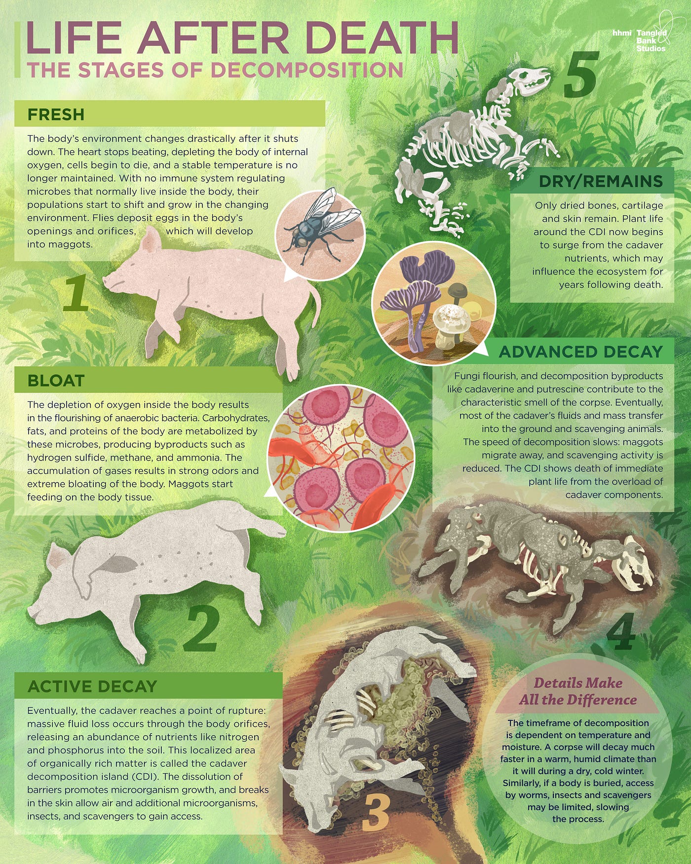 The Stages Of Decomposition In Our Latest Infographic Get A By