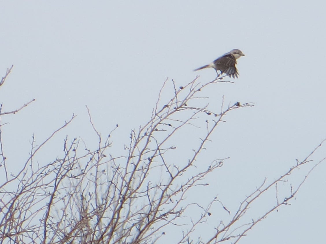 Natural Hamilton in Pictures: Birds | by Rob Porter | Natural Hamilton ...