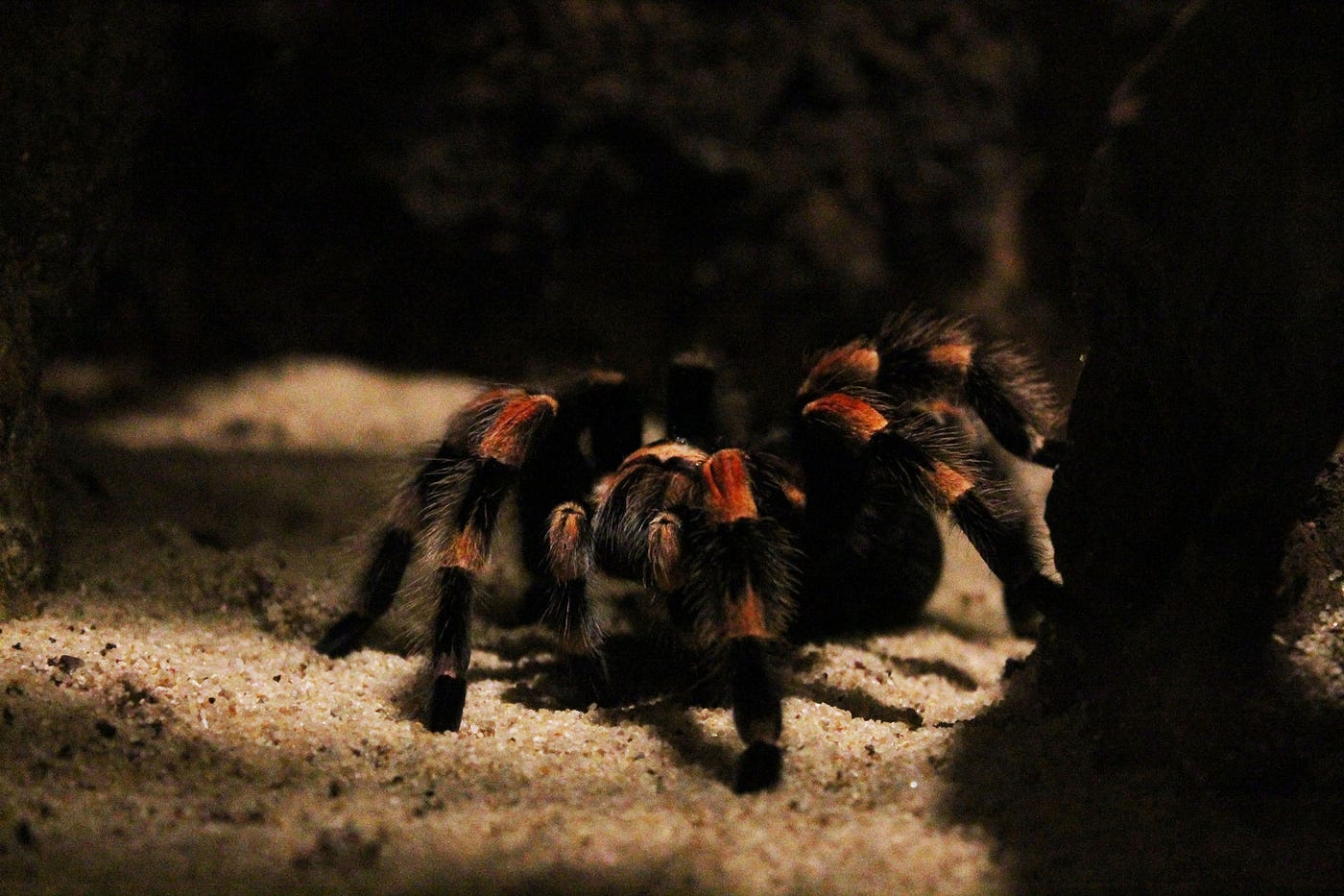 5 Tarantulas For Beginner Hobbyists | by Sandra Ivonne | Creature ...