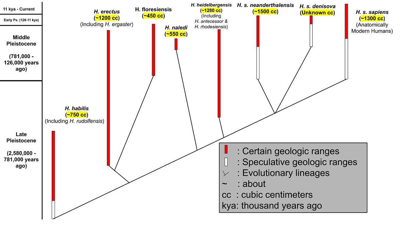 Homo Sapiens Phylogeny