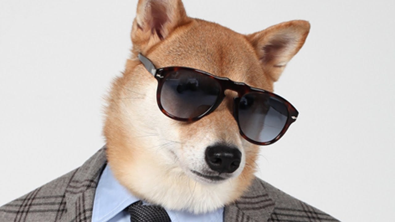 9 Things Business Underdogs Can Learn From Real Dogs | by Brendan Jack ...