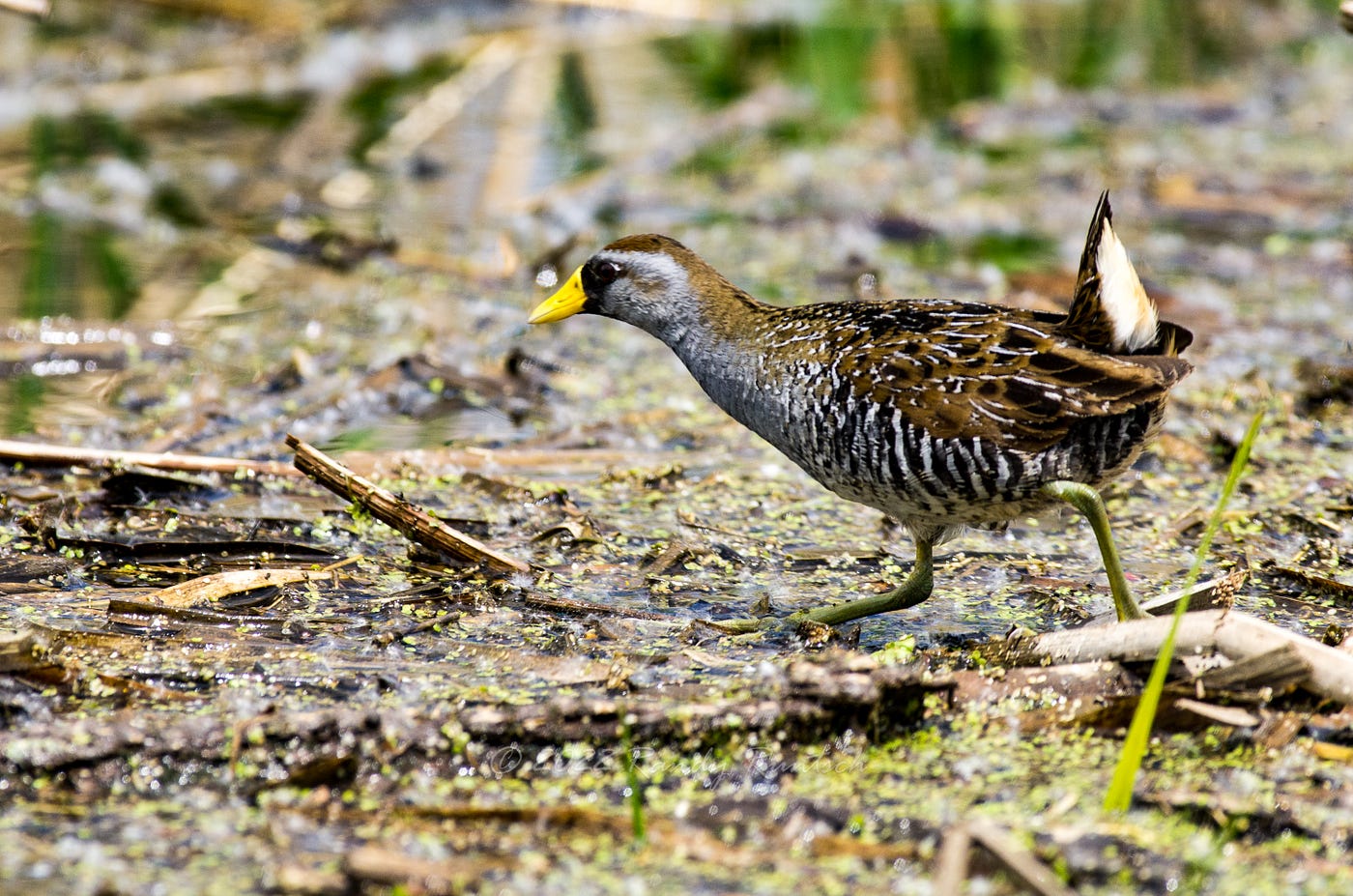 The Solitary Sora. This unusual bird let me photograph it… | by Randy ...
