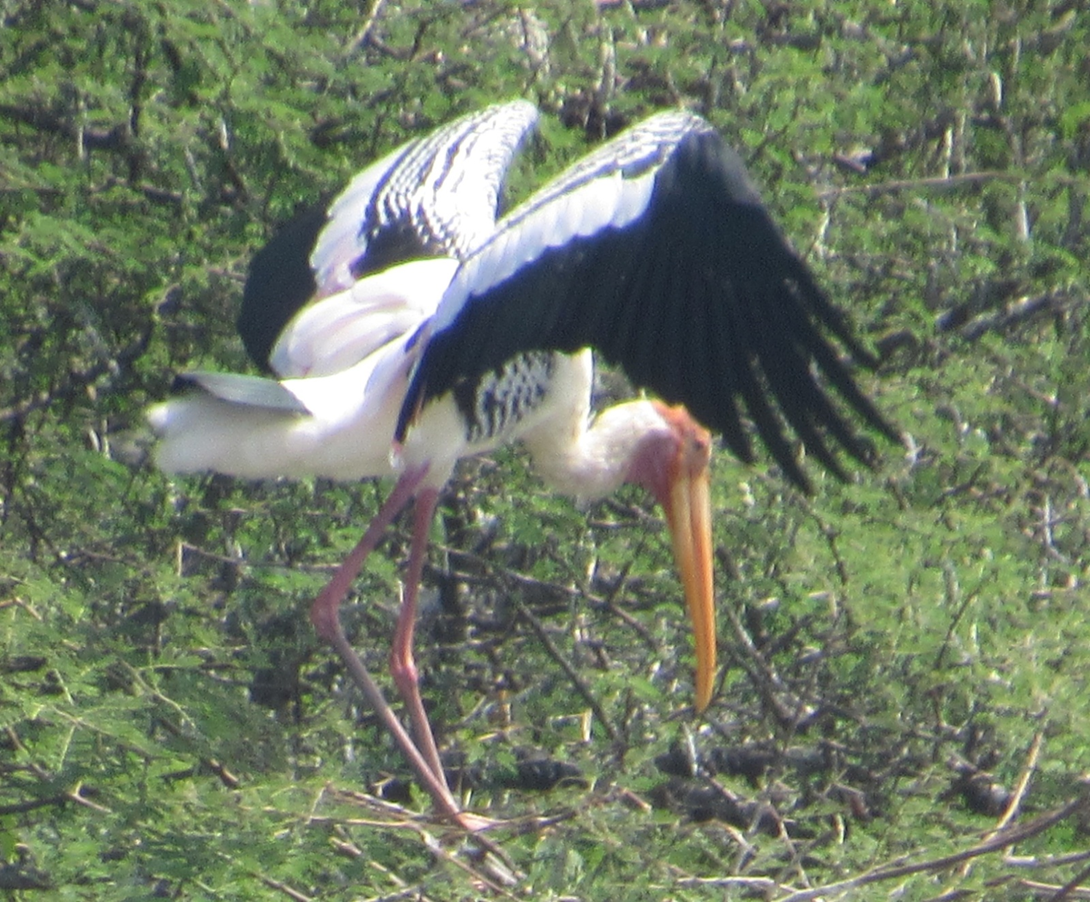 PAINTED STORK Size European White Stork. A large bird with long, heavy ...