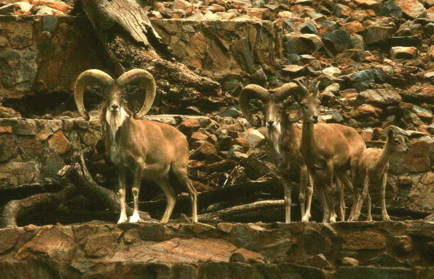 A Wildlife Tour To Leh- Ladakh. Ladakh is one of the highest altitude ...