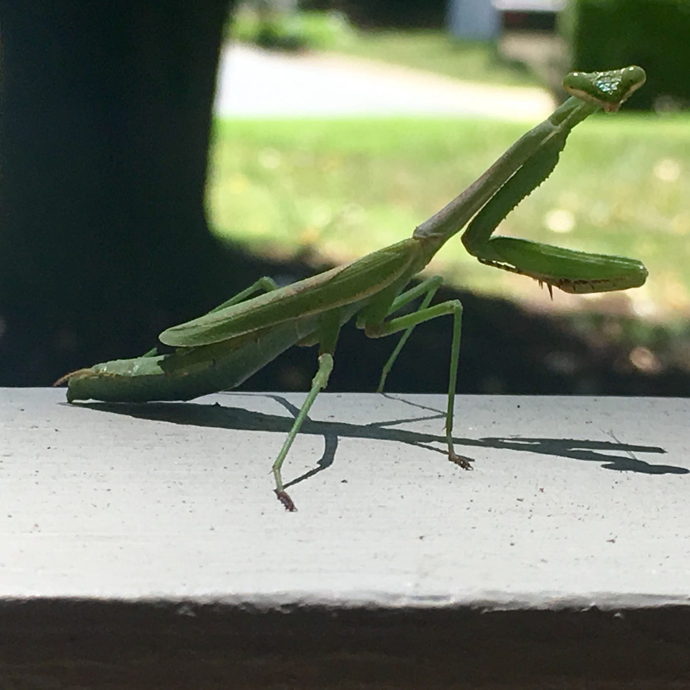 Praying Mantis Eating Mate Gif