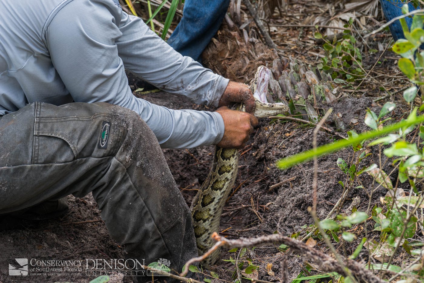 A ton of Burmese pythons removed in 90 days | by Conservancy of SWFL ...