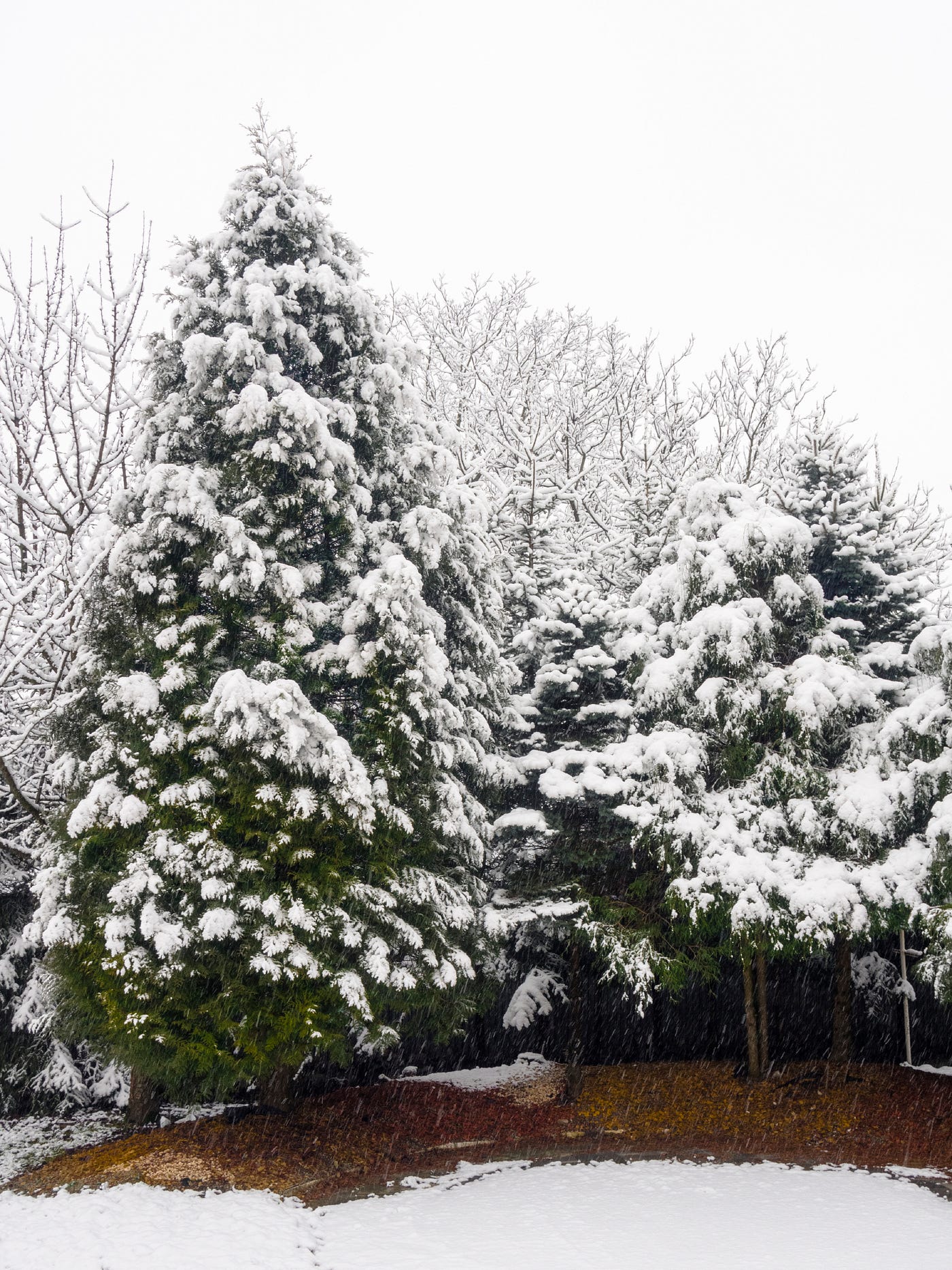 Winter Wonderlands Are Possible With These Evergreens. | by ...