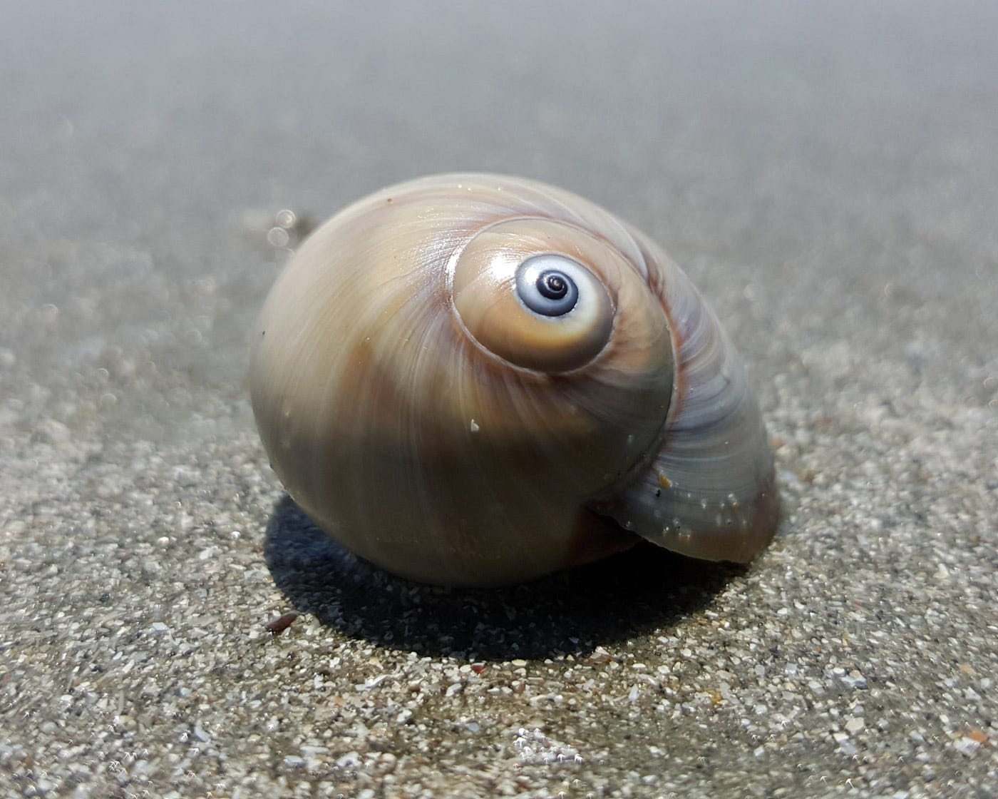 Lesson from a Seashell Snail. What are you searching for? | by Shaun ...