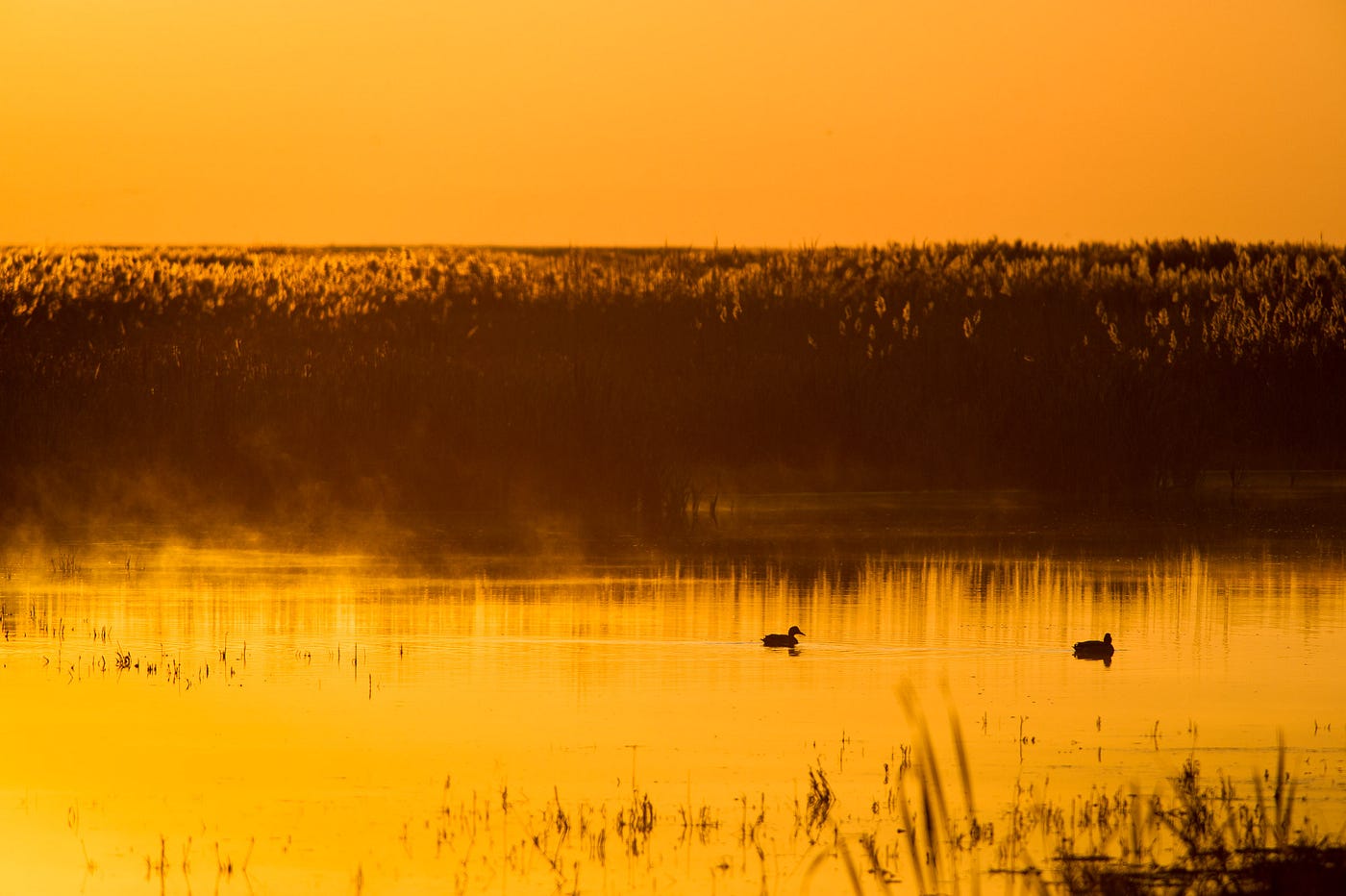 Colors in Nature. Orange ~ part 6 | by Ray Hennessy | Medium
