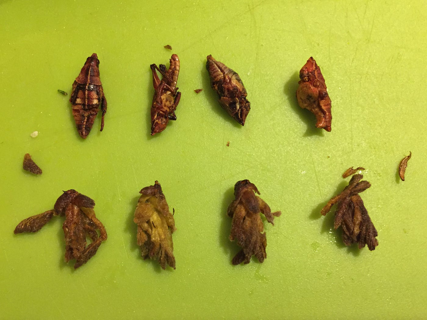 Edible Vegan Insects. If they can fake beef, why can’t we… | by Jeremy ...